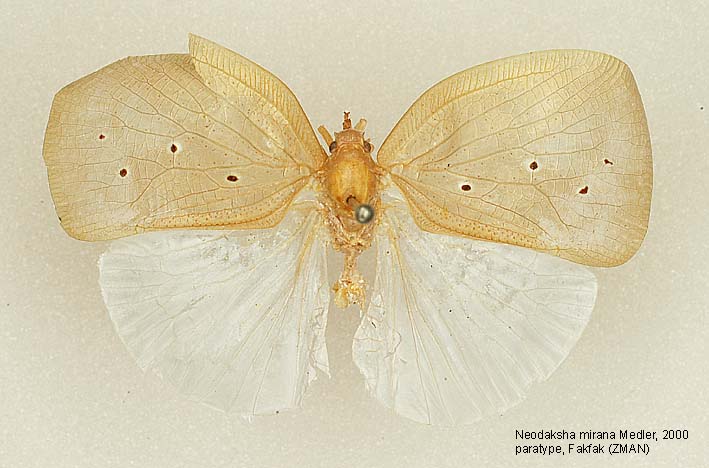 Papua Insects Foundation (Hemiptera/Auchenorrhyncha/leafhopper ...